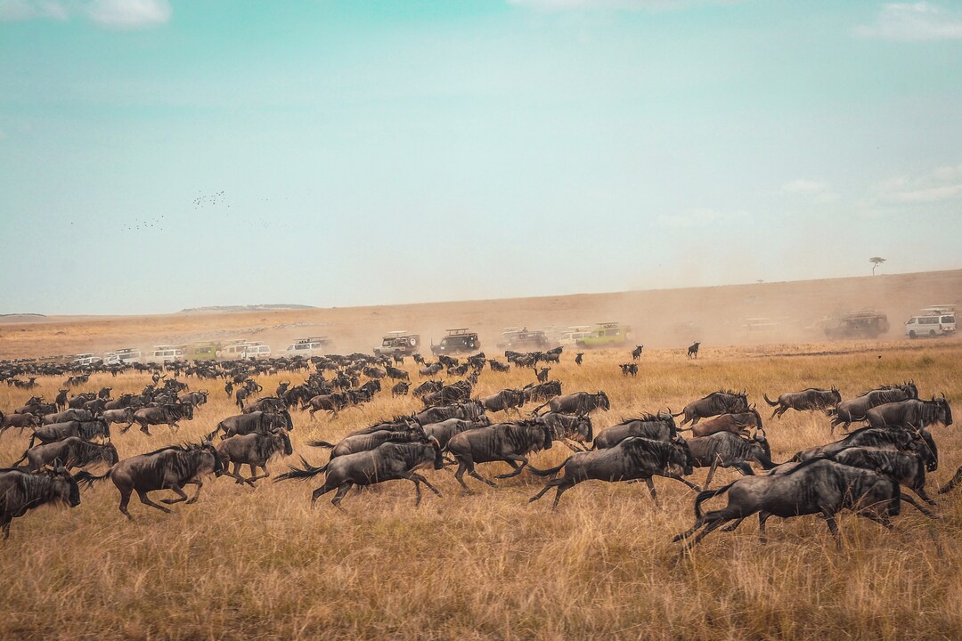 3 Nights Masai Mara Tour – Shalom Africa Destinations
