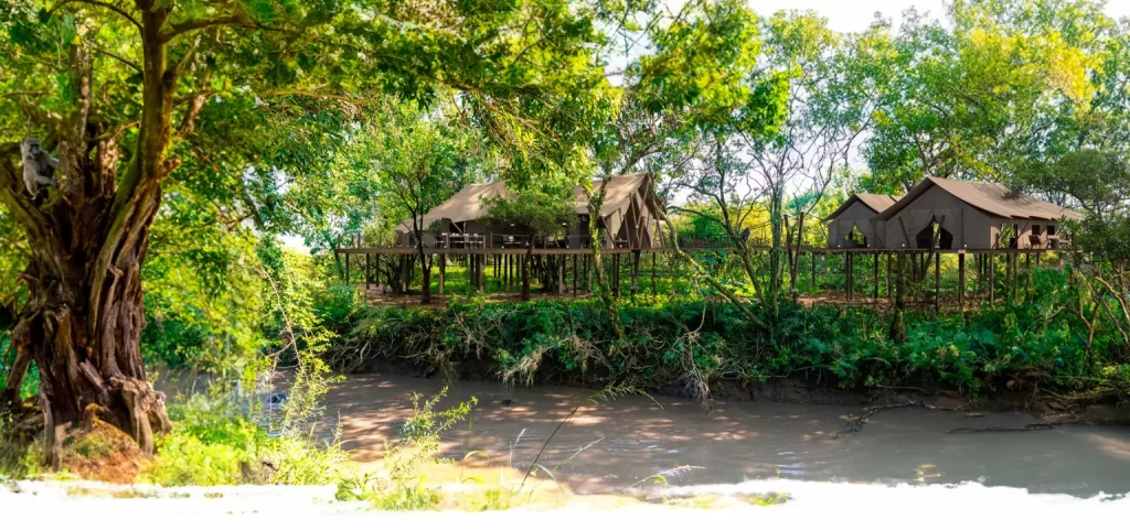 Masai Mara Toto Tree Camp to open in July – Shalom Africa Destinations